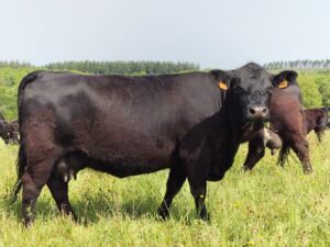 ANGUS – RACES DE FRANCE