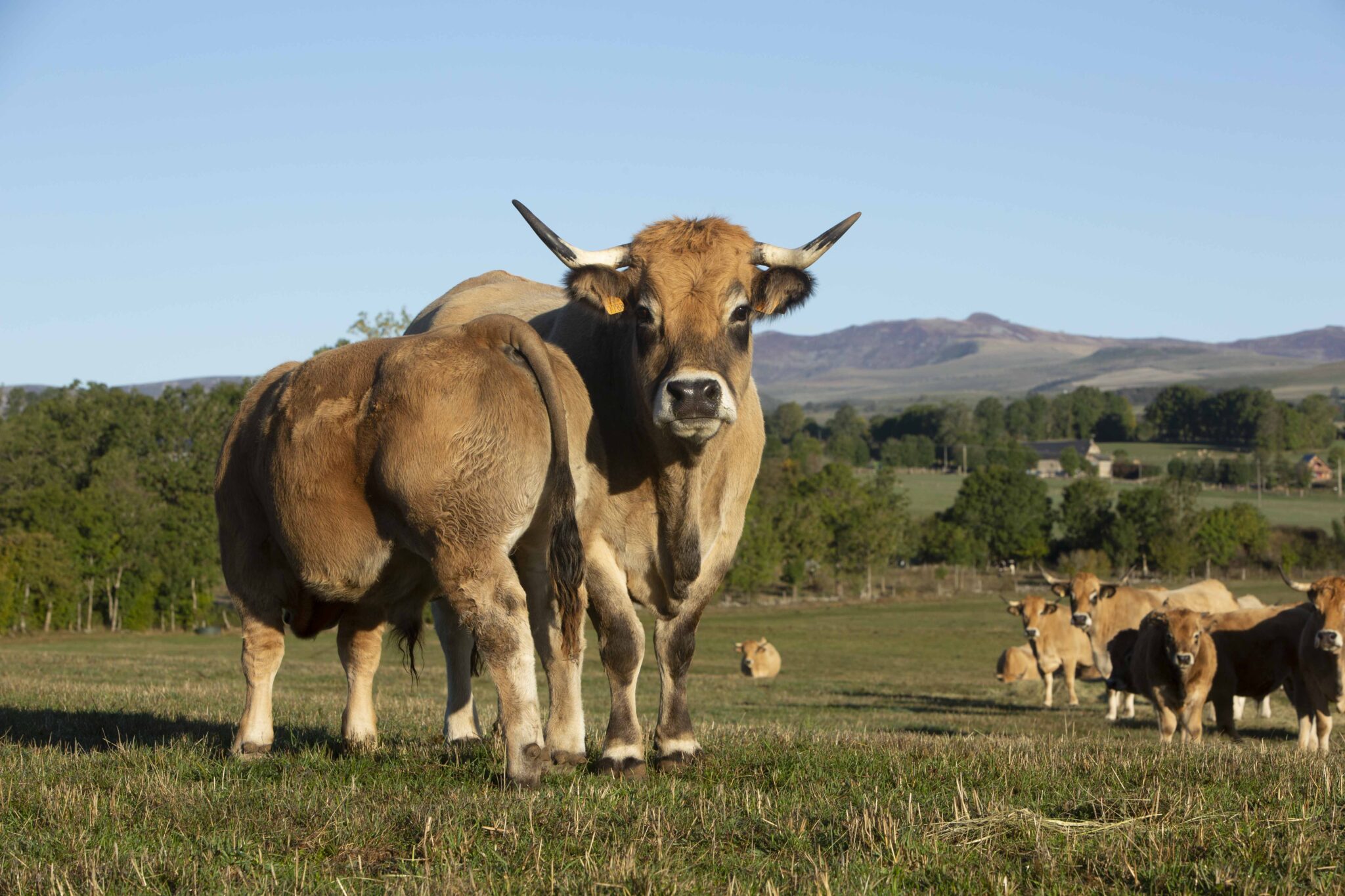 LES RACES BOVINES – RACES DE FRANCE