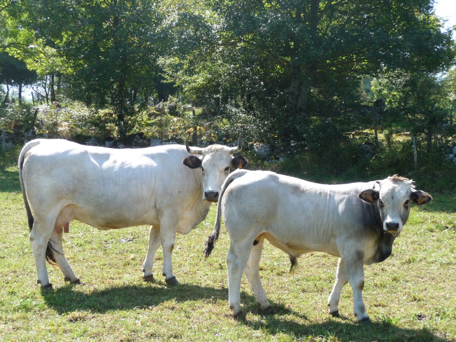 Gasconne Des P. – RACES DE FRANCE