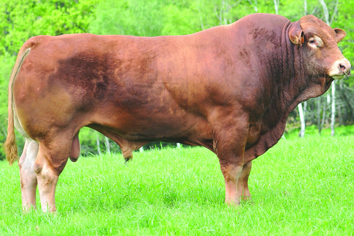 LIMOUSINE – RACES DE FRANCE