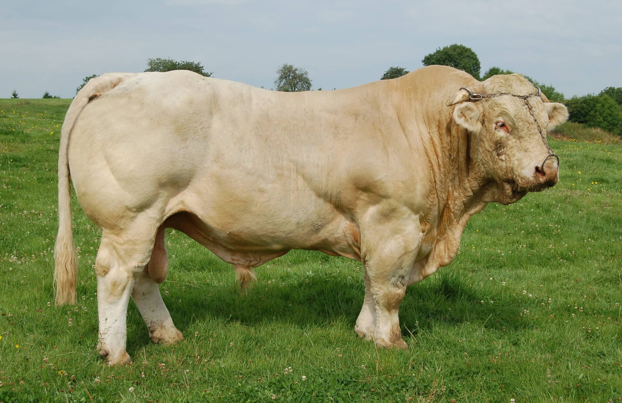 Charolaise – RACES DE FRANCE