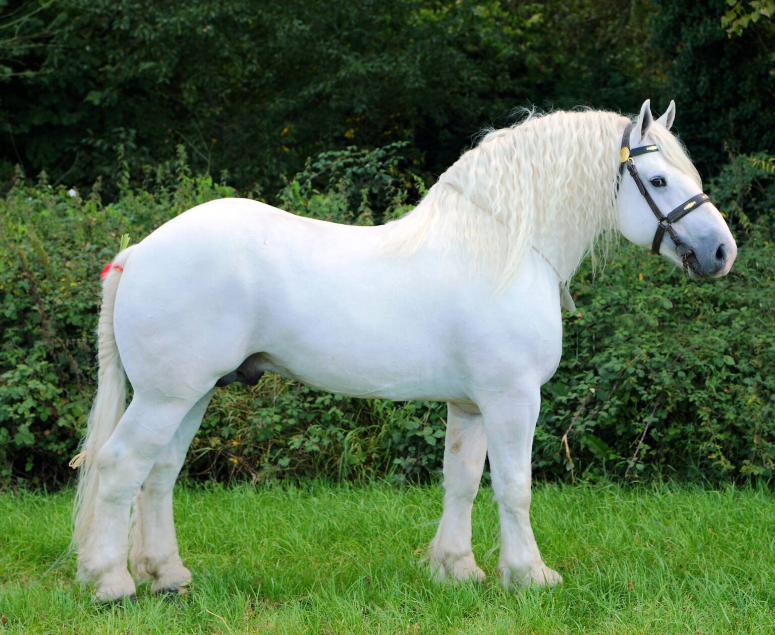 Boulonnais – RACES DE FRANCE