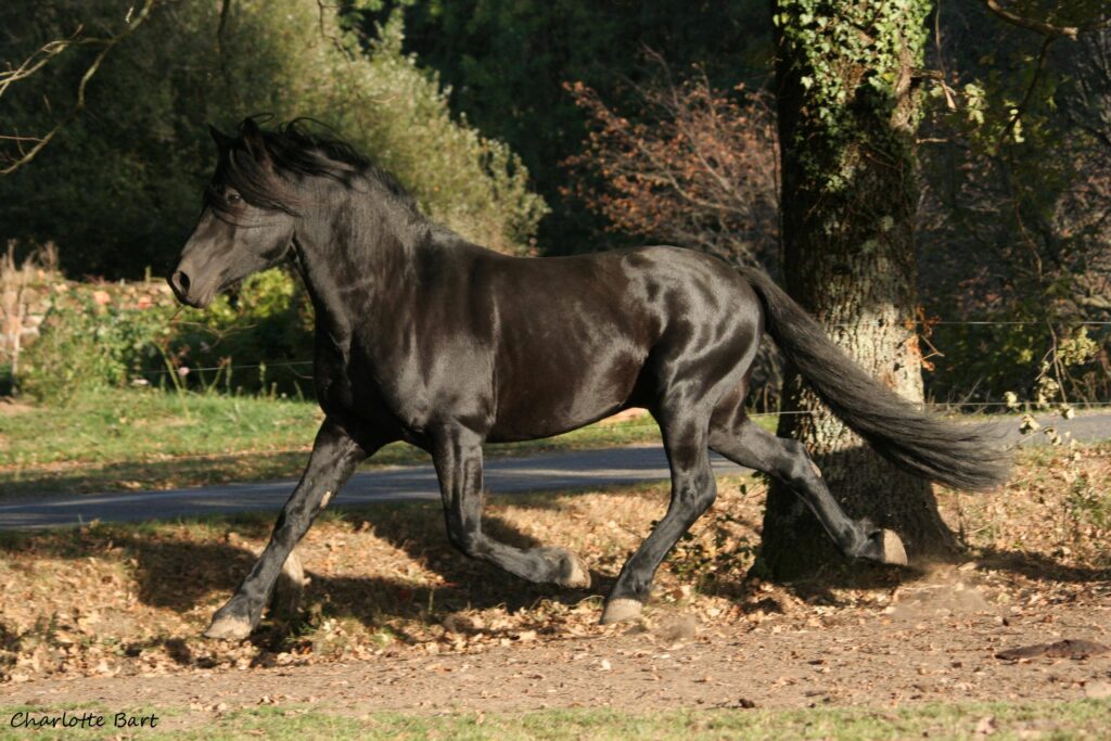 Mérens – RACES DE FRANCE