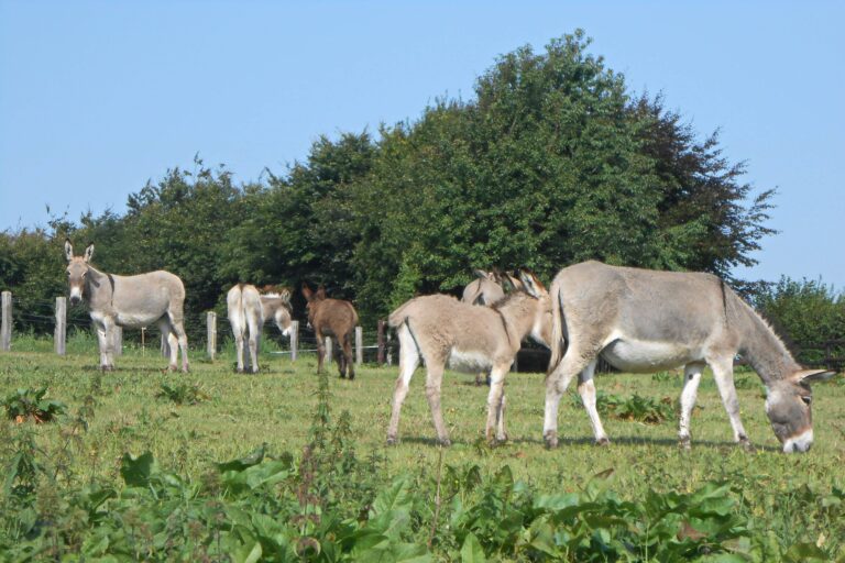 Âne du Cotentin – RACES DE FRANCE
