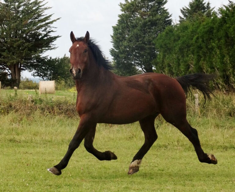 Cob Normand – RACES DE FRANCE