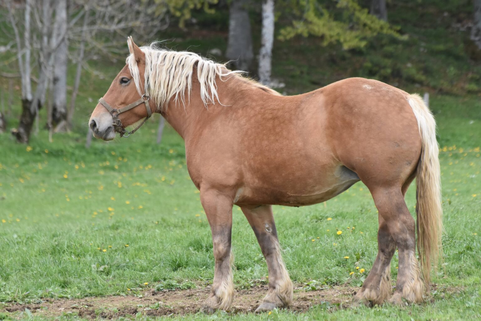 Trait Comtois – RACES DE FRANCE