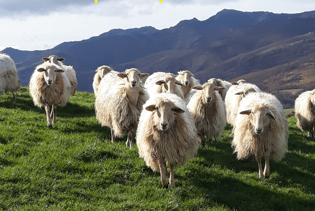 Manech Tête Rousse – RACES DE FRANCE