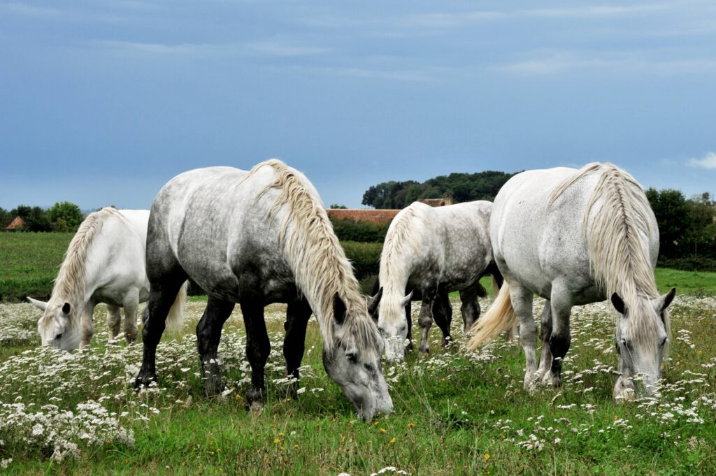 Percheron – RACES DE FRANCE