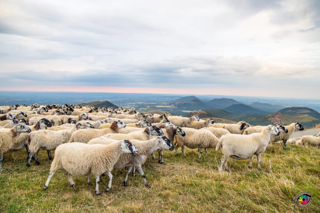 Rava – RACES DE FRANCE