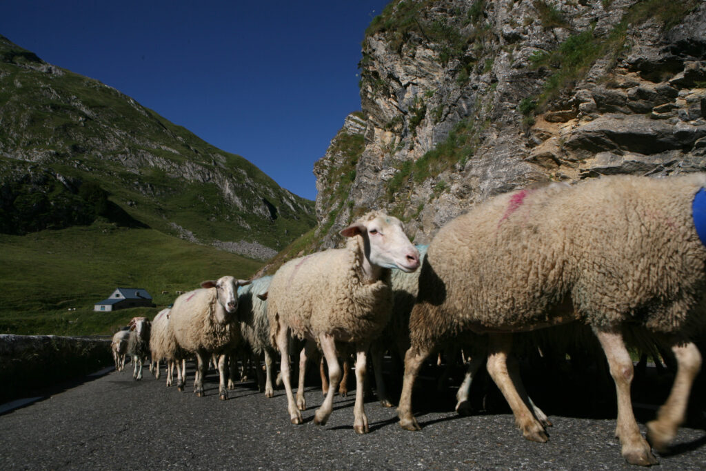 LES RACES OVINES – RACES DE FRANCE