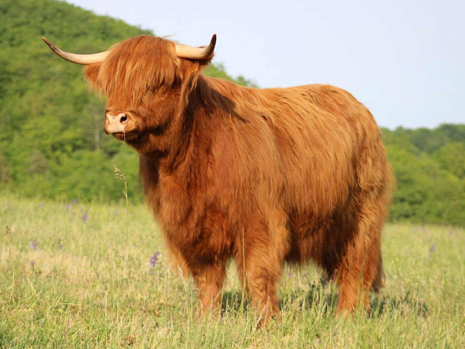 Highland – RACES DE FRANCE